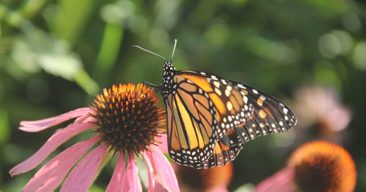 Programs • Monarch Joint Venture