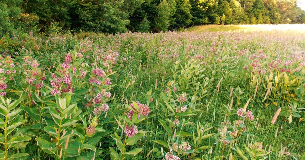 Too Many Milkweed Plants to Monitor • Monarch Larva Monitoring Project