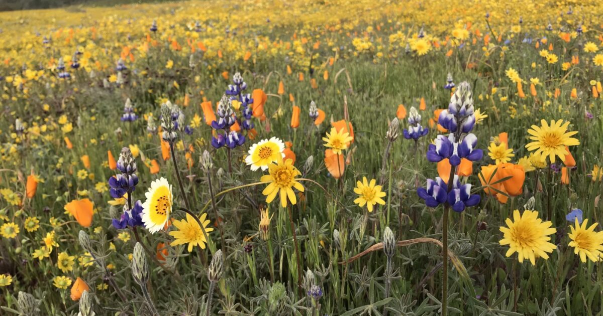 Monarchs and More Western Habitat Program • Monarch Joint Venture