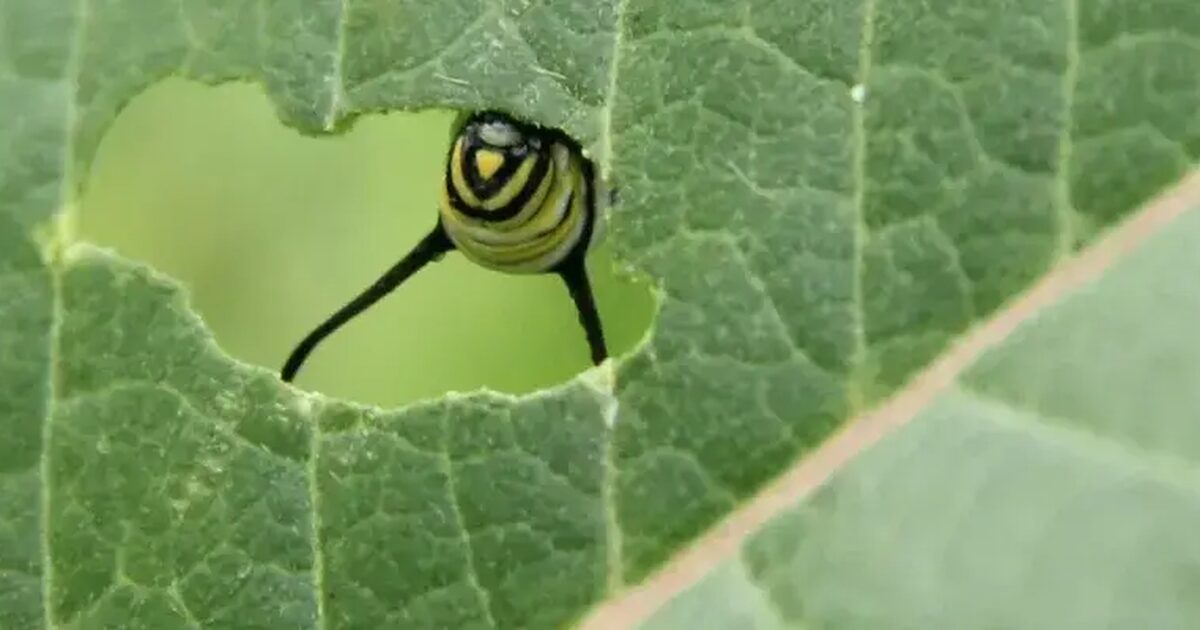 Contact MLMP • Monarch Larva Monitoring Project