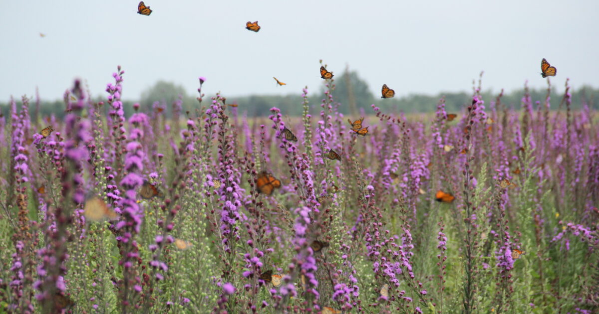 IMMP Email List Sign-Up Form • Monarch Joint Venture