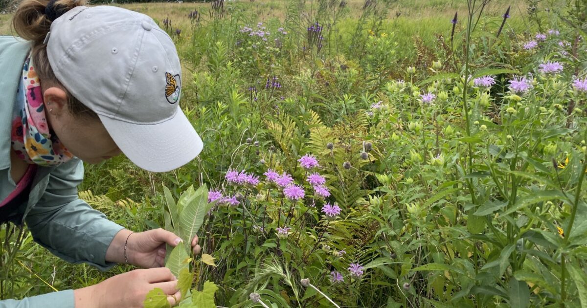 Monarch Research • Monarch Joint Venture