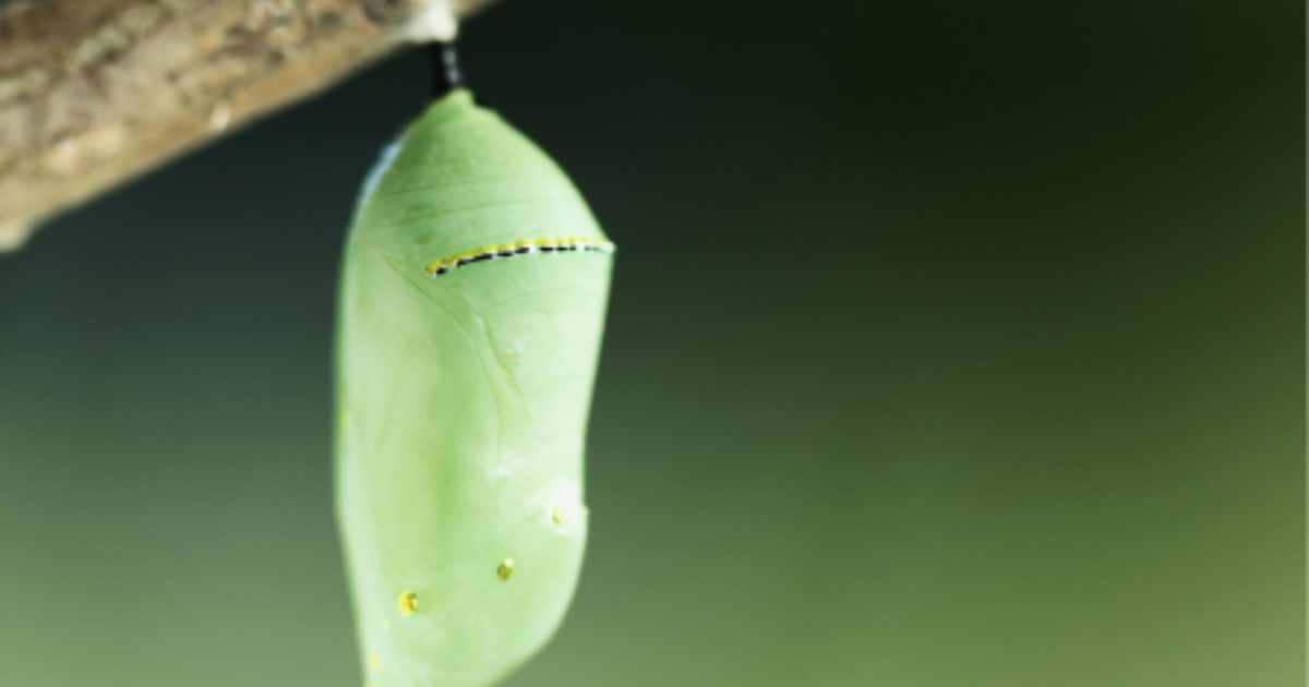 Section 3e: Rearing, Survival, and… • Monarch Larva Monitoring Project