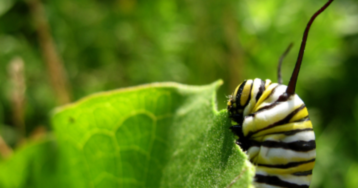 Section 3a: About the Monarch… • Monarch Larva Monitoring Project