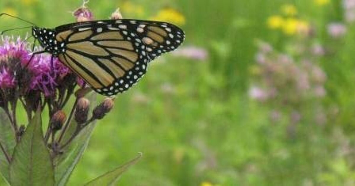 Defining a Site • Monarch Larva Monitoring Project