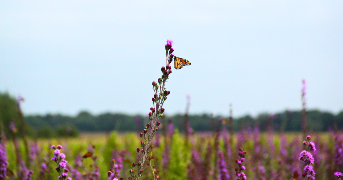 North American Monarch Protections and… • Monarch Joint Venture