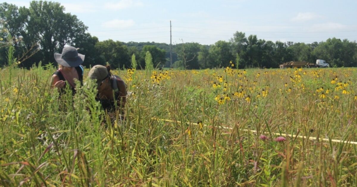 Integrated Monarch Monitoring Program • Monarch Joint Venture