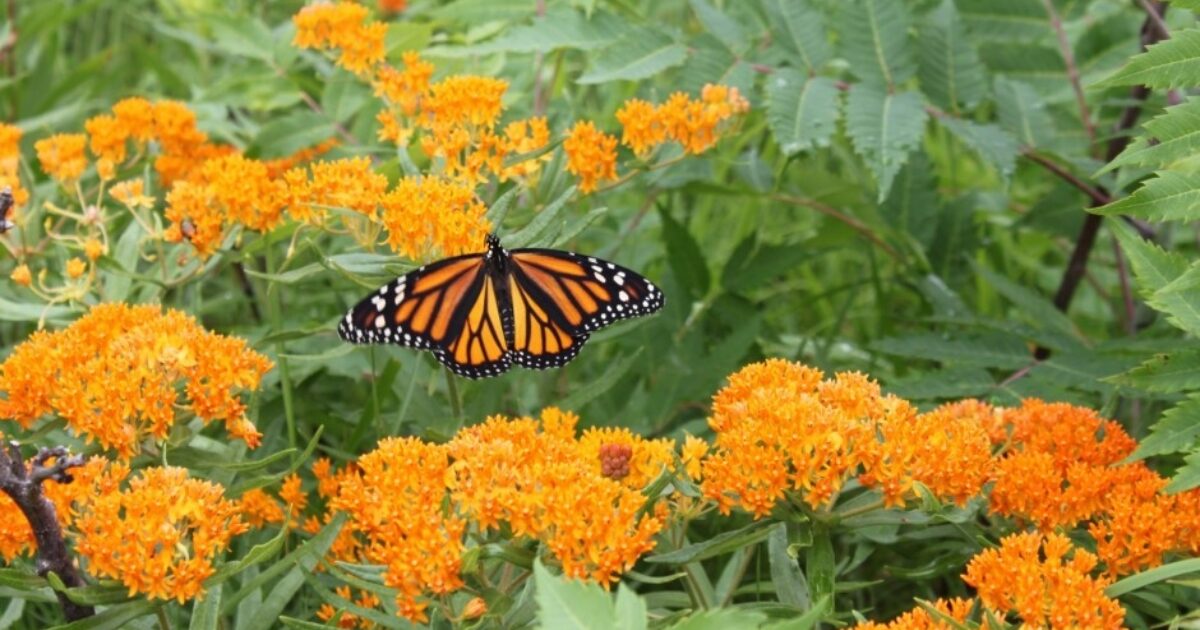 Habitat Needs • Monarch Joint Venture