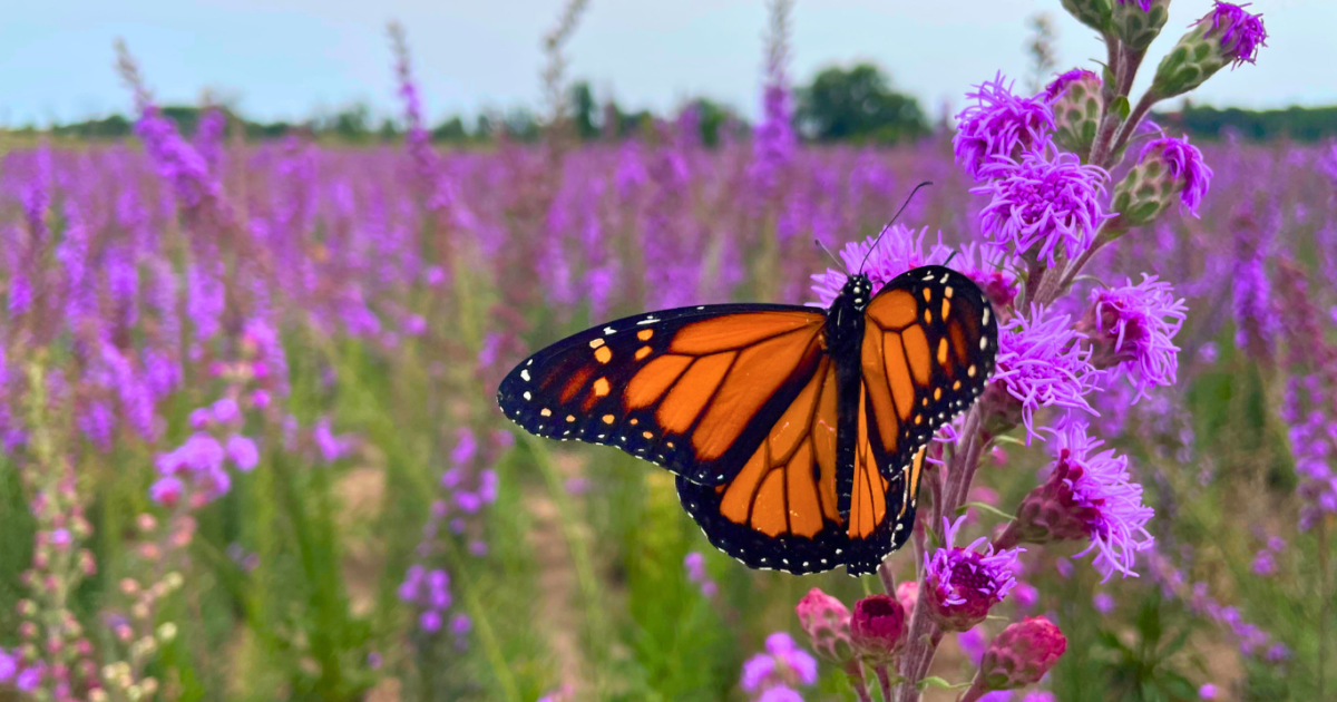 United States Endangered Species Act Status • Monarch Joint Venture