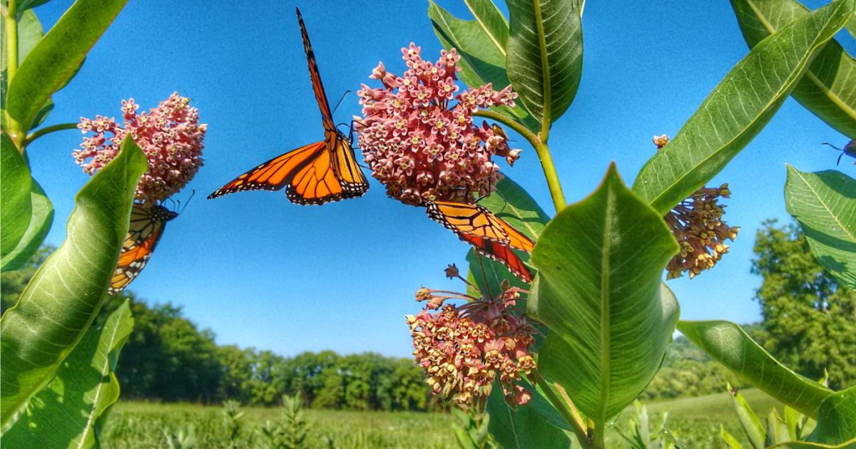 Milkweed and Wildflower Vendor Map • Monarch Joint Venture