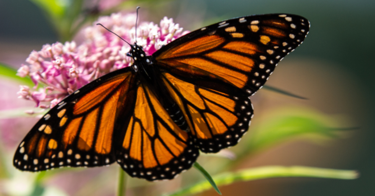 Types of Monarch Habitat • Monarch Joint Venture