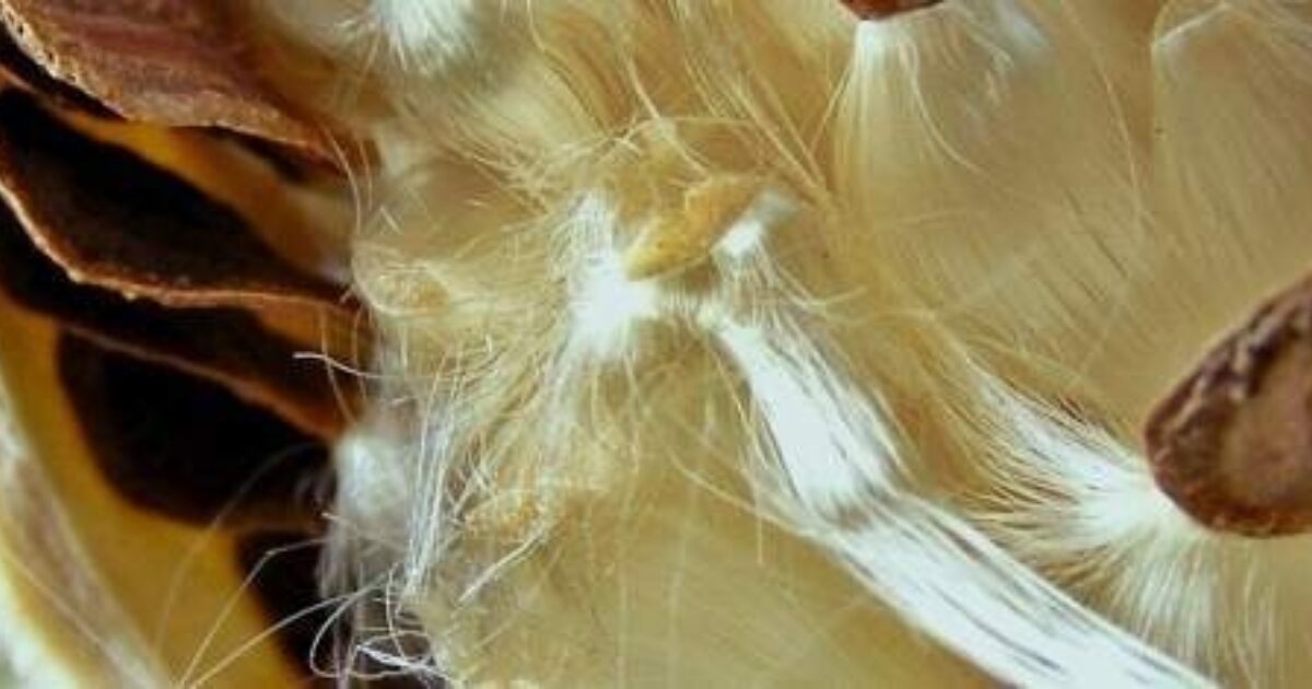 Milkweed Seed Collection • Monarch Joint Venture