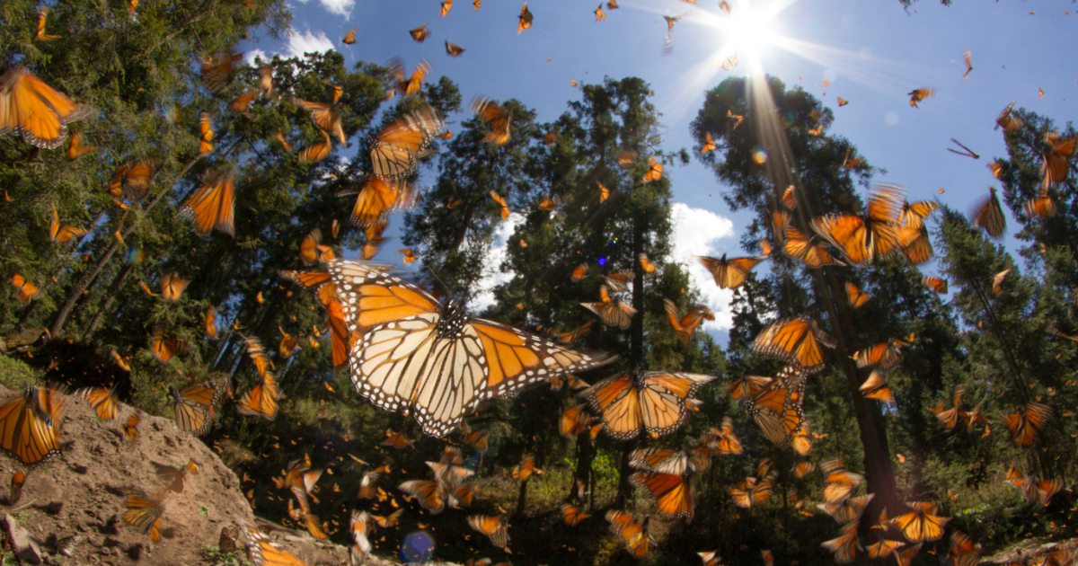 Monarch Population Trends • Monarch Joint Venture