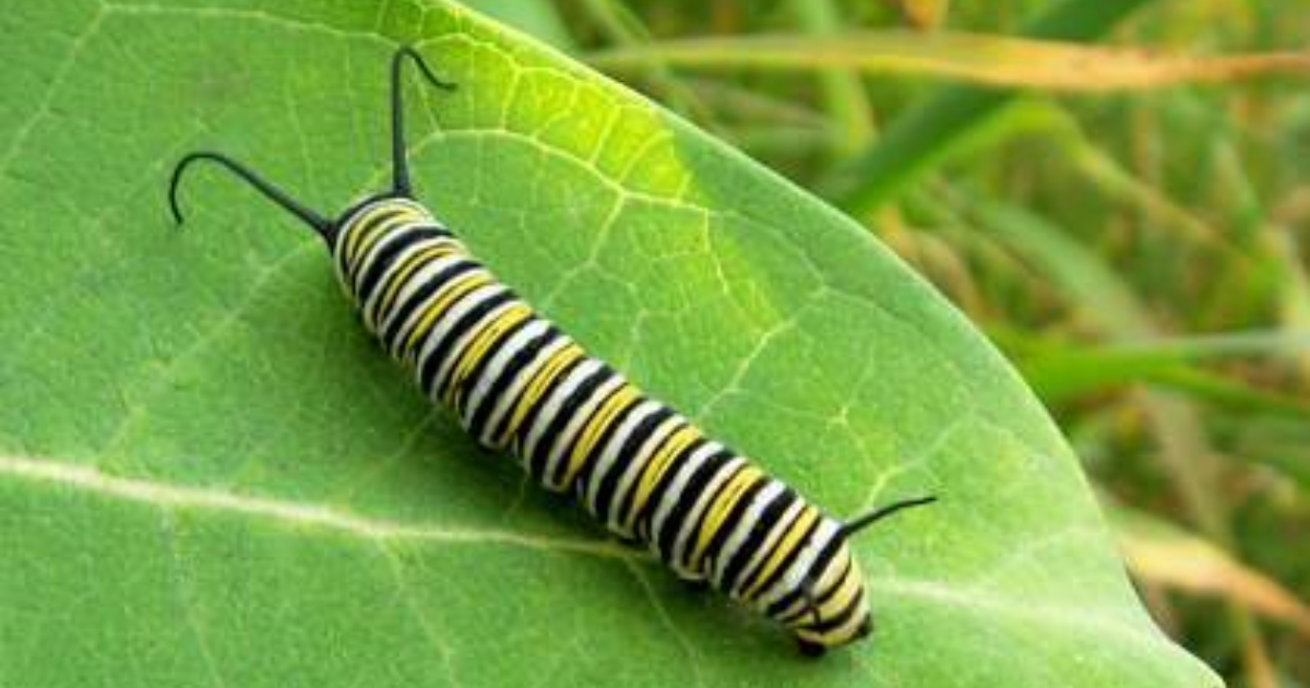 IMMP Publications • Monarch Joint Venture