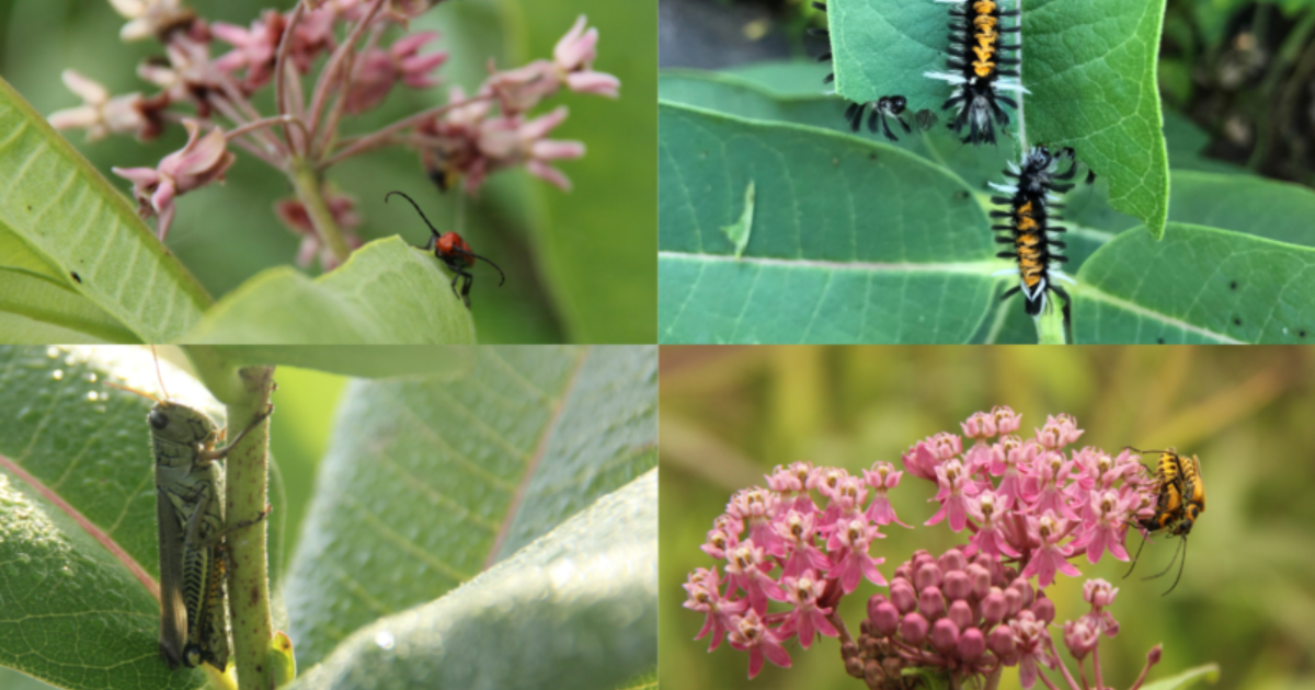 More than Monarchs: Insect Biodiversity • Monarch Joint Venture