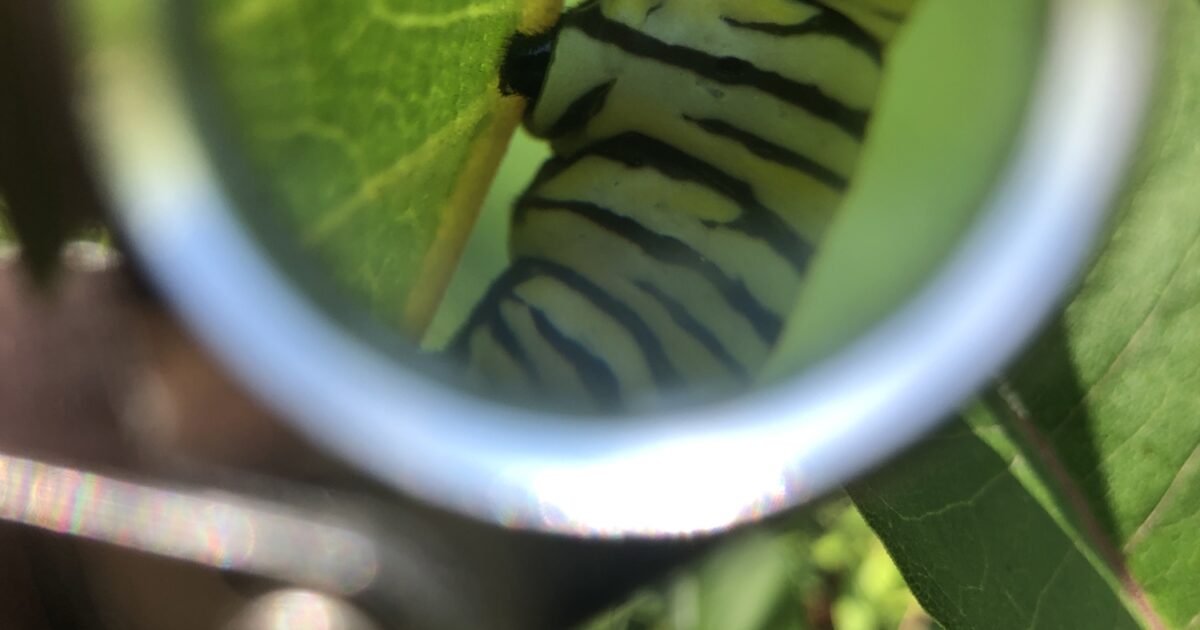 Virtual and Online Programming • Monarch Joint Venture