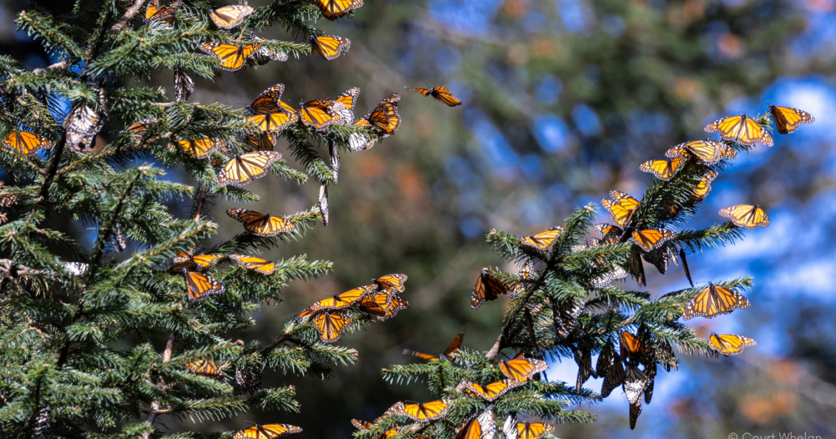Eastern Monarch Butterfly Population Falls to… • Monarch Joint Venture