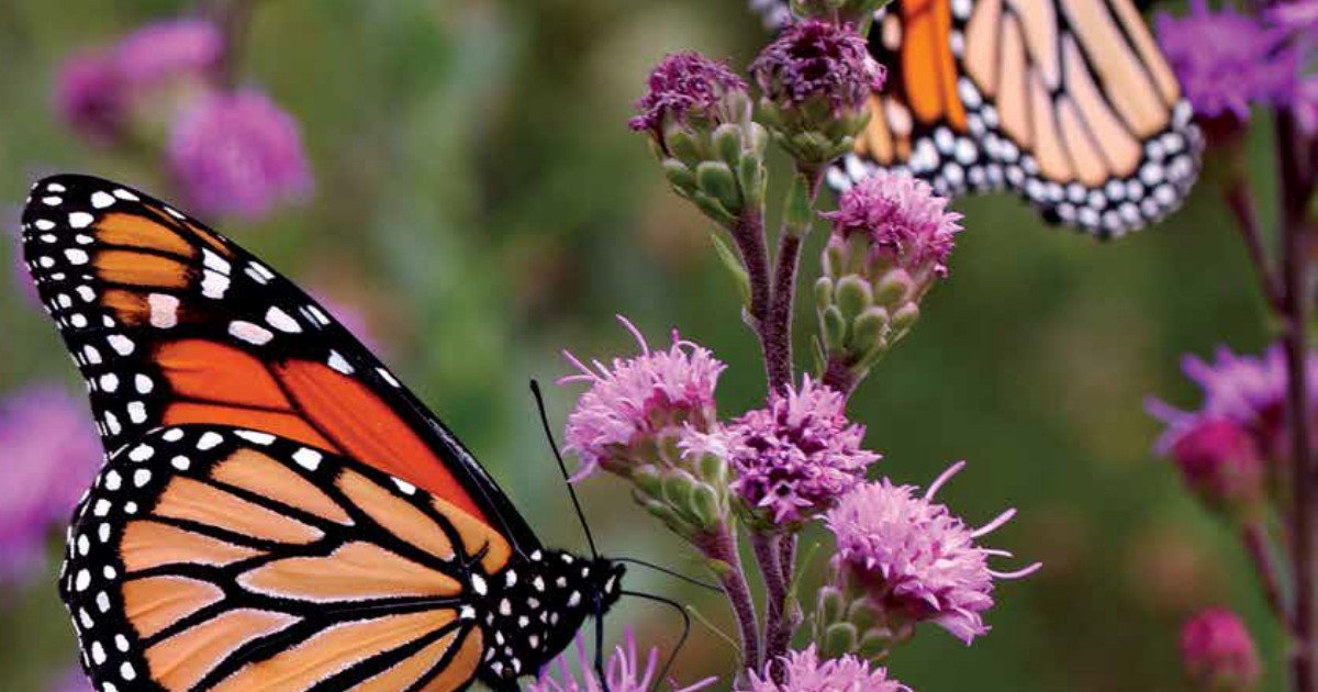 A Patchwork for Pollinators • Monarch Joint Venture