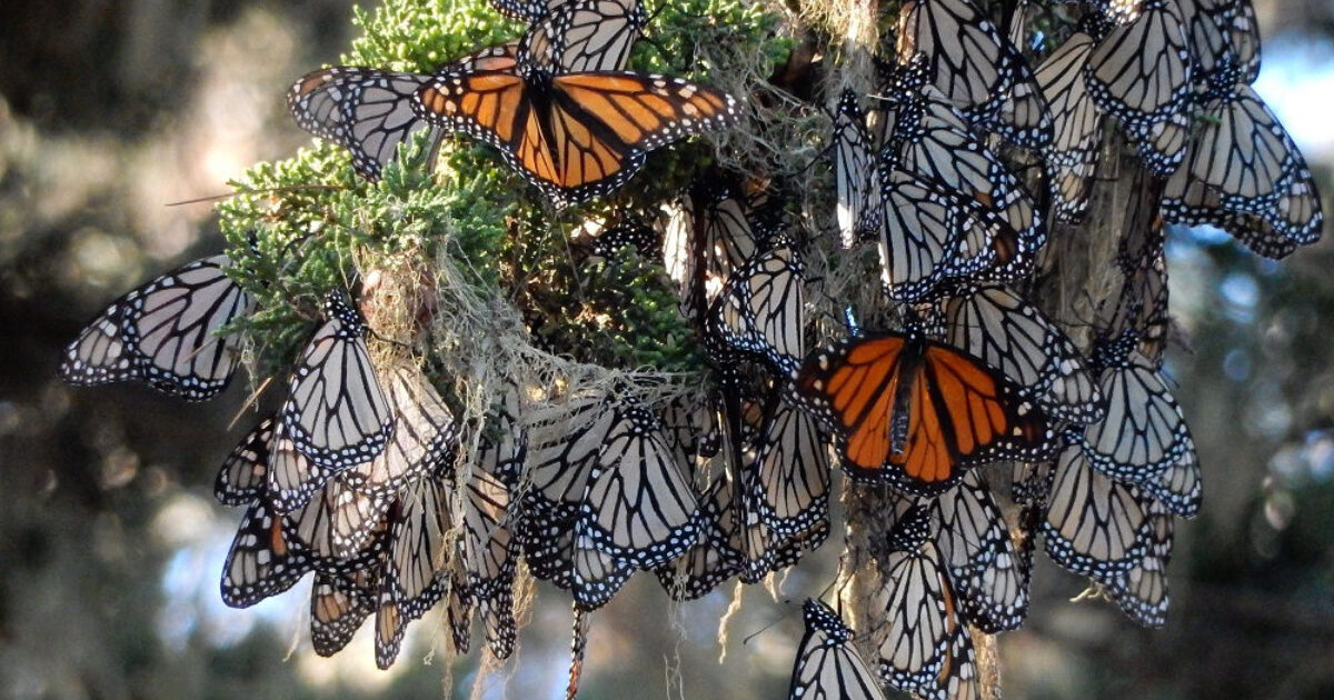 Announcing the 2020 Monarch Conservation… • Monarch Joint Venture