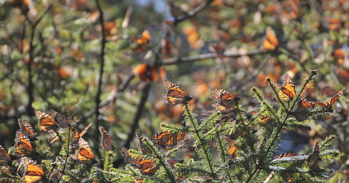Monarch Butterfly Forest Mexico