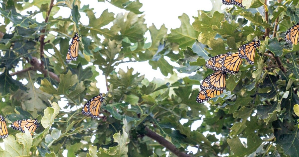 Breeding monarch numbers, conditions along… • Monarch Joint Venture