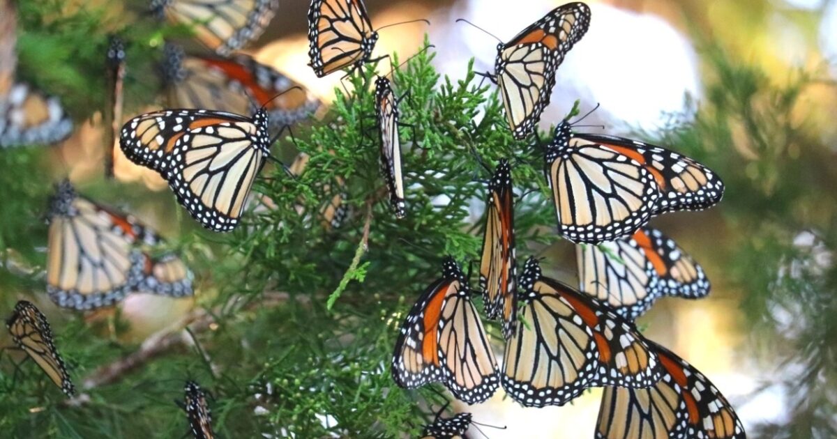 Strong end to monarch breeding season;… • Monarch Joint Venture