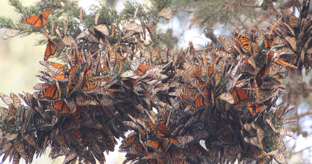 Only 1,914 western monarchs observed at… • Monarch Joint Venture