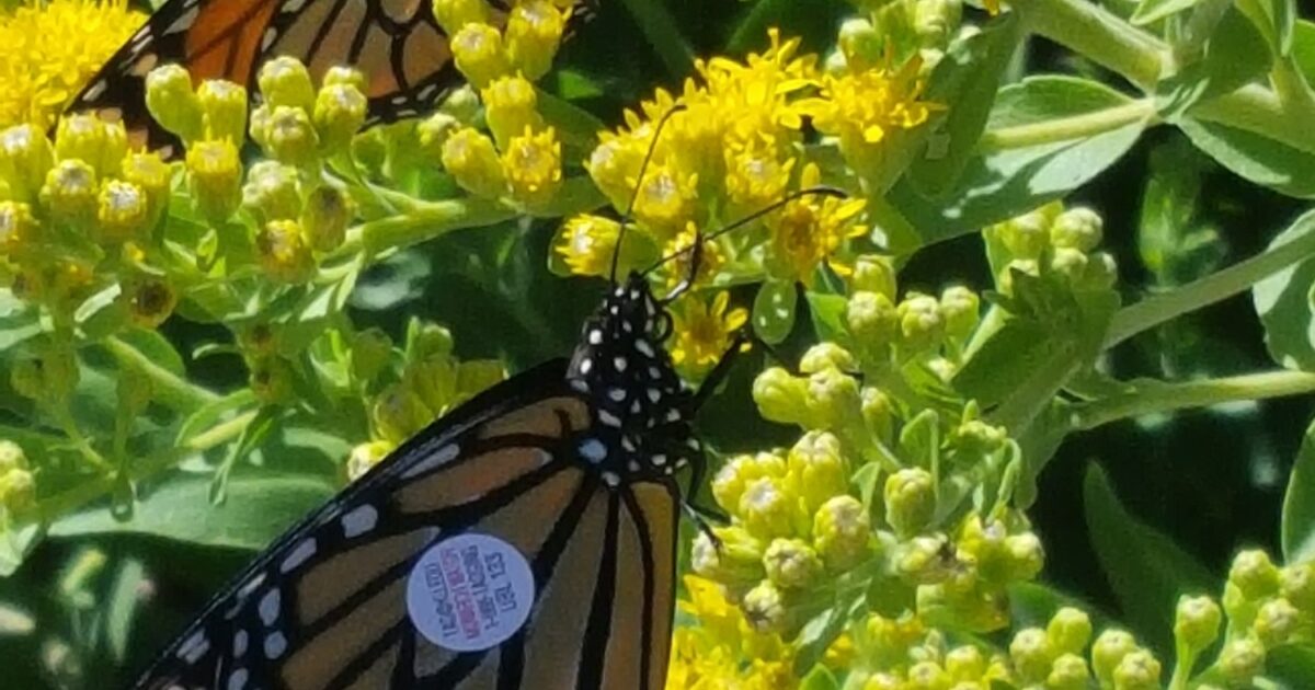 Tracking the Monarch Migration with Citizen… • Monarch Joint Venture