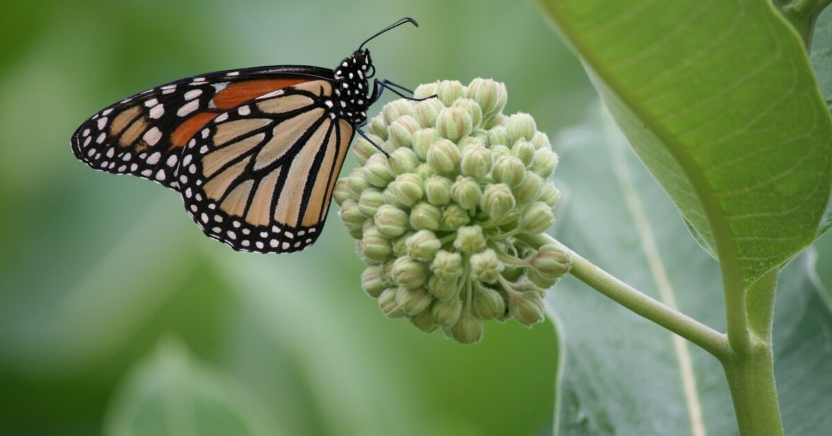 All hands on deck! Everyone’s help needed to… • Monarch Joint Venture