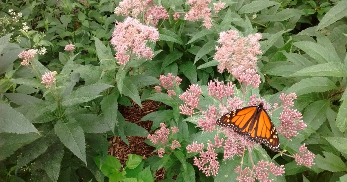 Monarch Database Resource Guide • Monarch Joint Venture