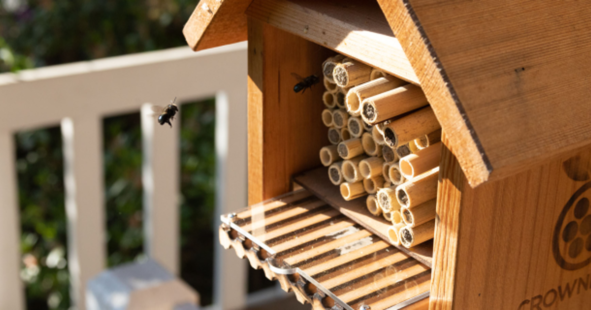 Crown Bees joins the MJV partner network • Monarch Joint Venture