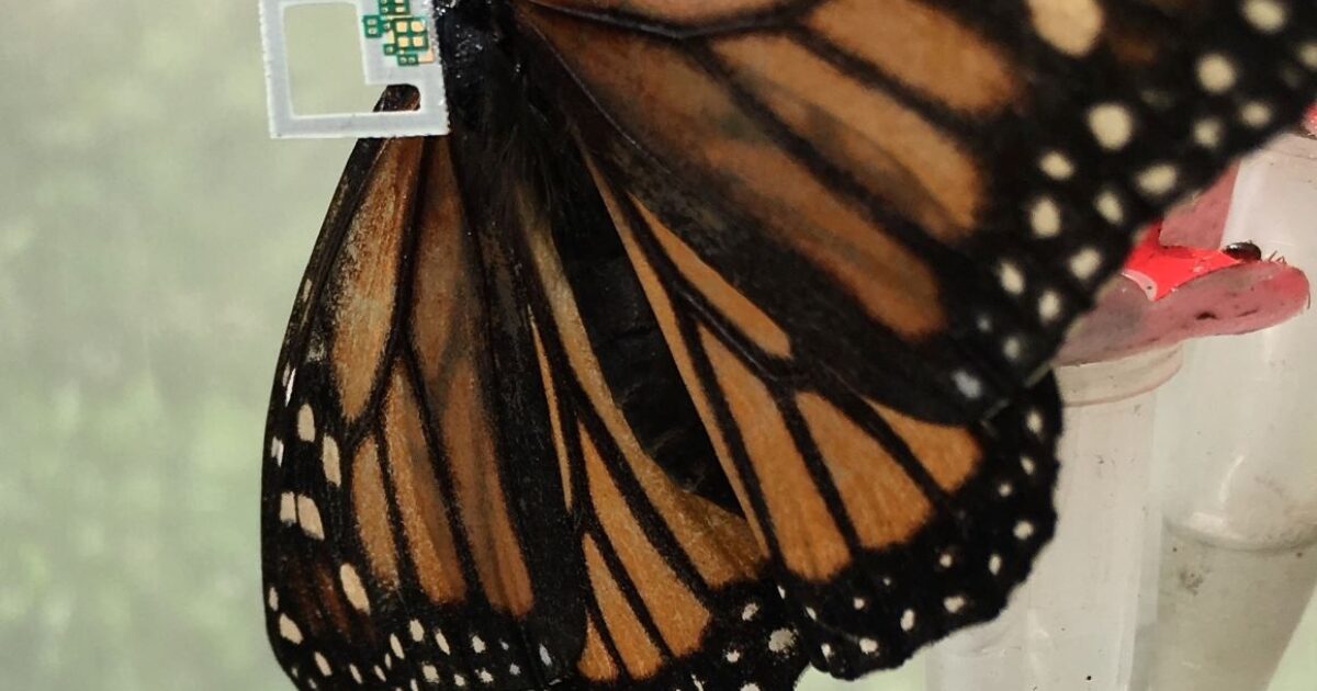 Monarch Conservation Spotlight: M3 Monarch… • Monarch Joint Venture