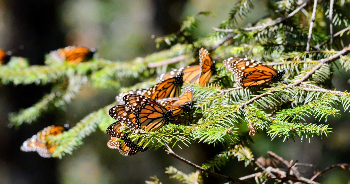 IUCN Changes Migratory Monarch Status from… • Monarch Joint Venture
