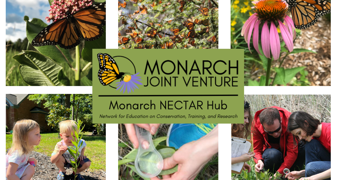 The Monarch NECTAR Hub: A Year of Growth and… • Monarch Joint Venture