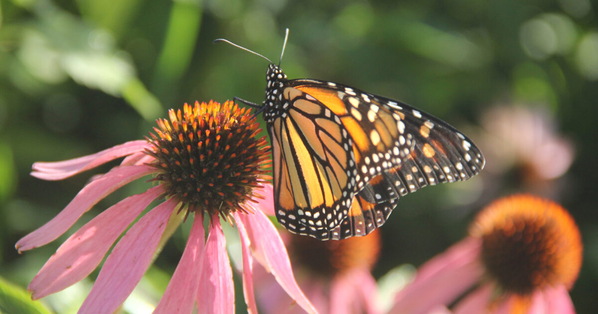 The Second Annual MJV Monarch Research Review… • Monarch Joint Venture