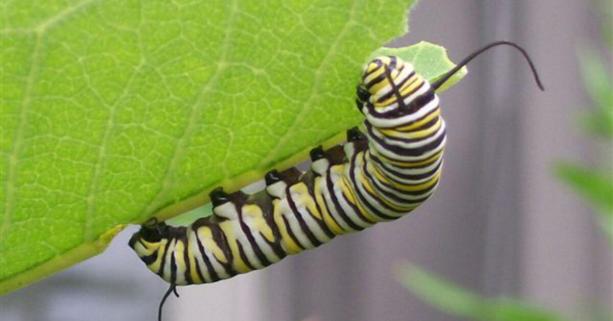 Expanding Monarch Conservation with the… • Monarch Joint Venture