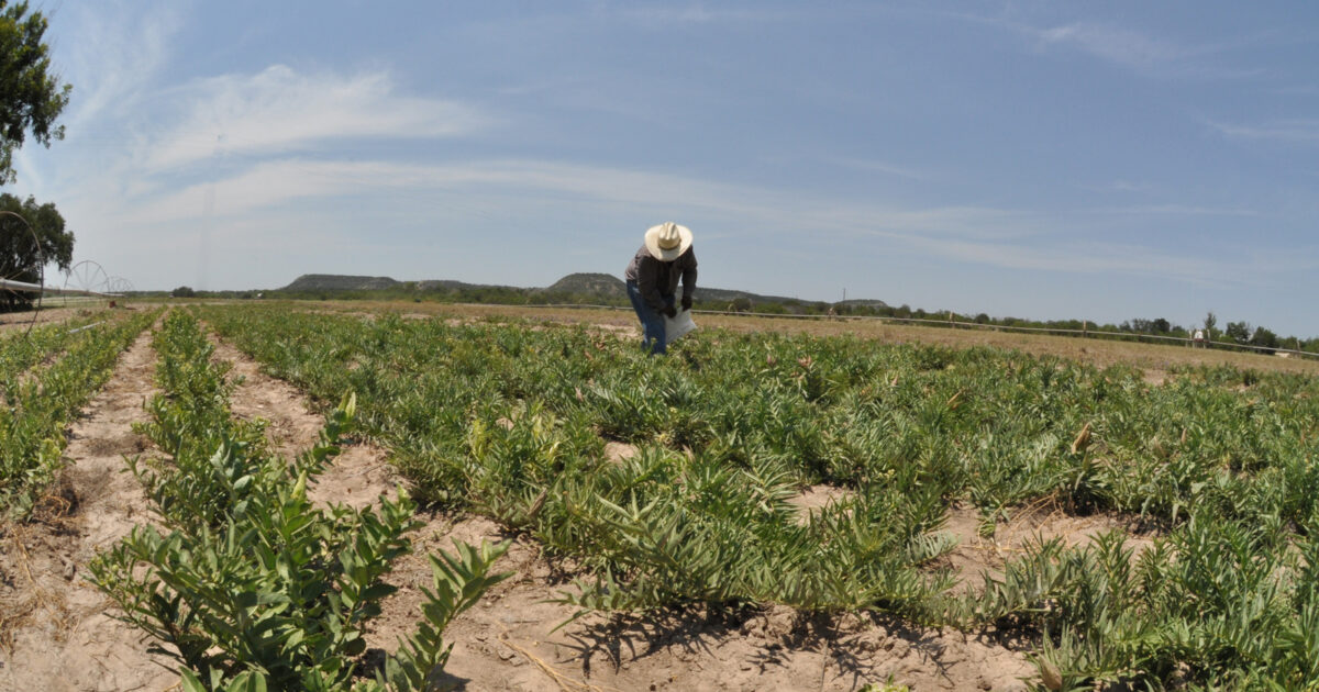 Monarch Conservation Efforts of The Xerces… • Monarch Joint Venture