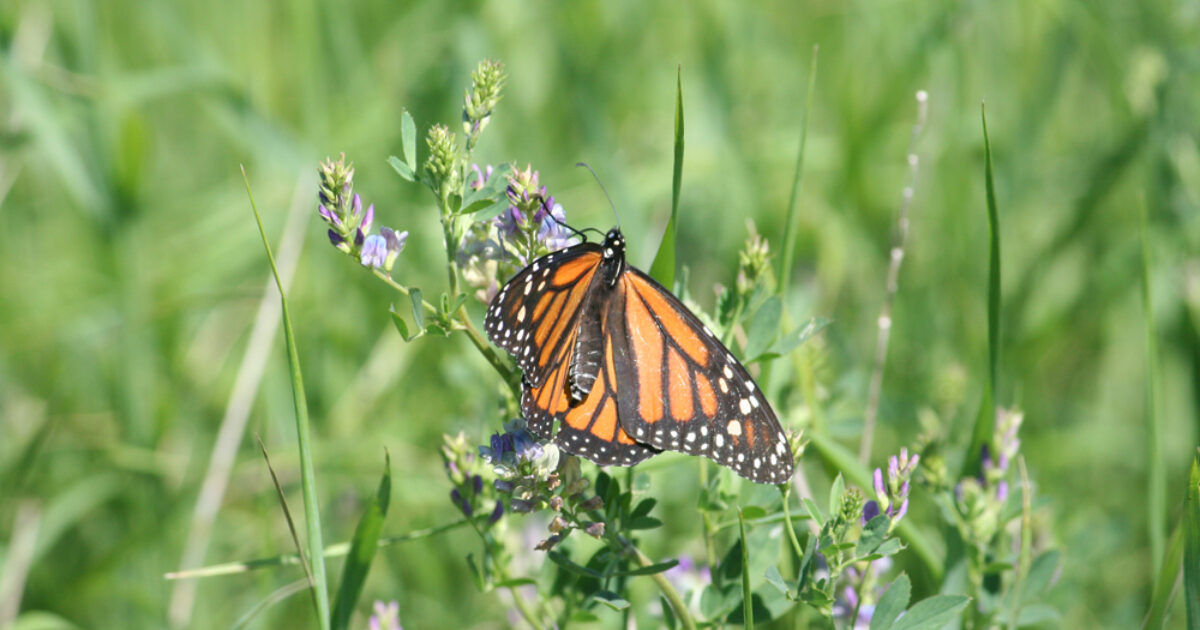 Where are the Monarchs? • Monarch Joint Venture