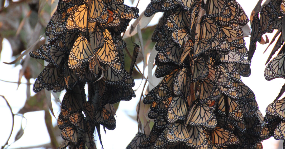 The 2019 Monarch Conservation Webinar Series • Monarch Joint Venture