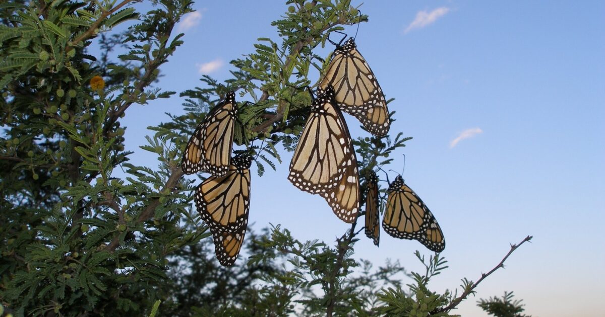 New Research Indicates Eastern Monarch… • Monarch Joint Venture