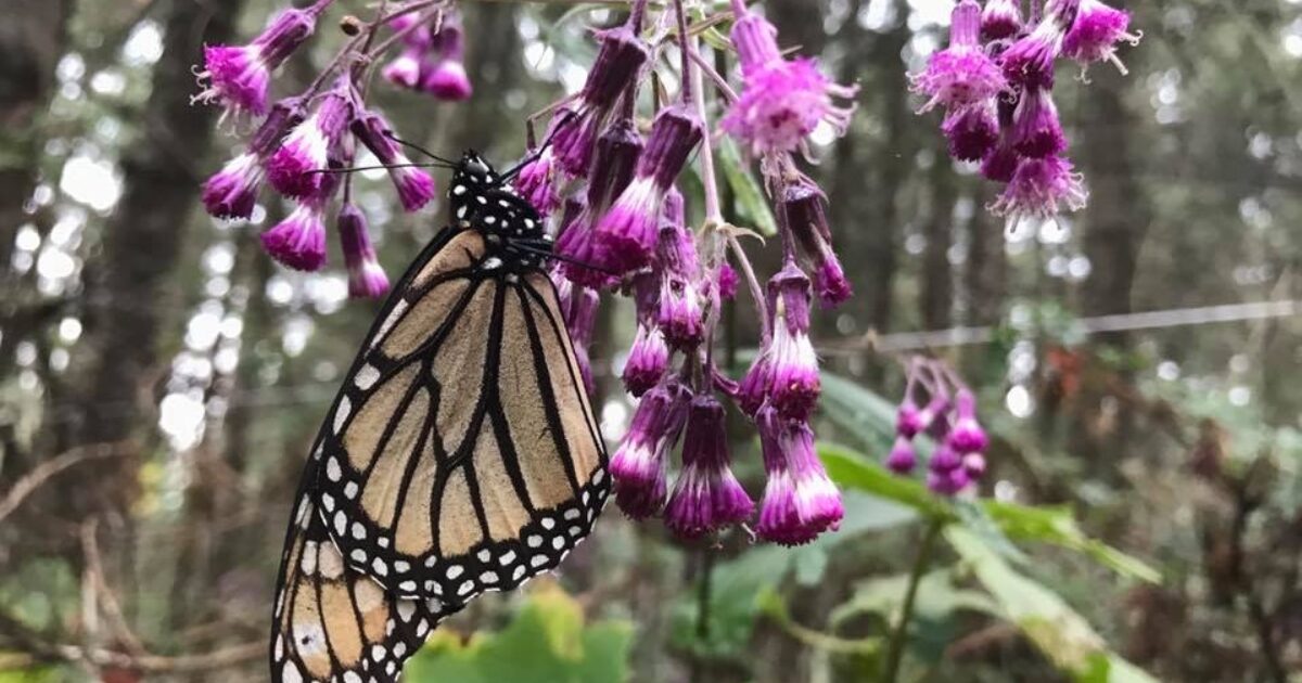 Monarchs Spring into Northward Migration • Monarch Joint Venture
