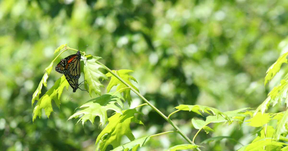 Dwindling Numbers for an Iconic Insect: What… • Monarch Joint Venture