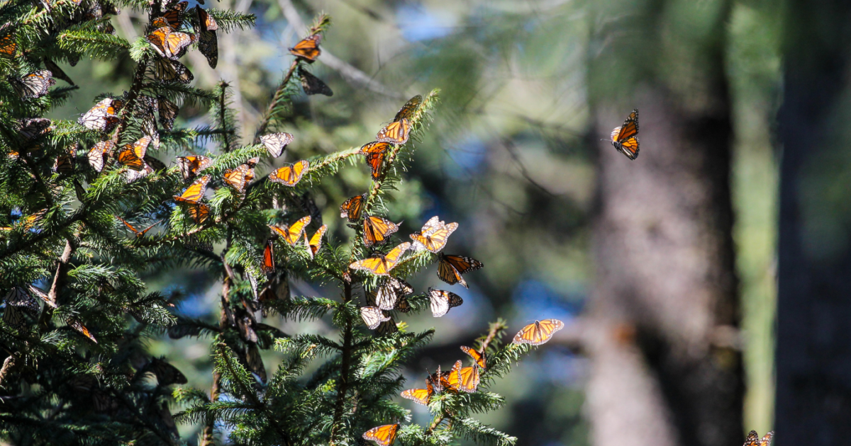 Eastern Monarch Numbers Increase, But… • Monarch Joint Venture