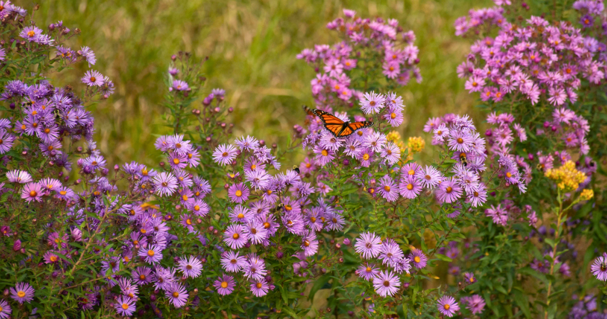 Monarch butterfly listing update: what… • Monarch Joint Venture