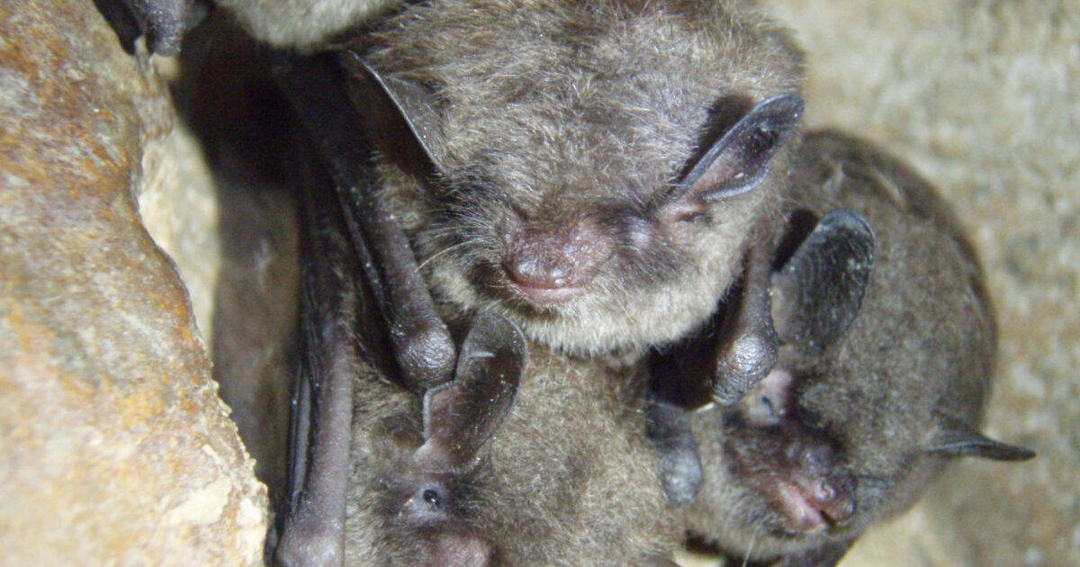 More than Monarchs: North American Bats • Monarch Joint Venture