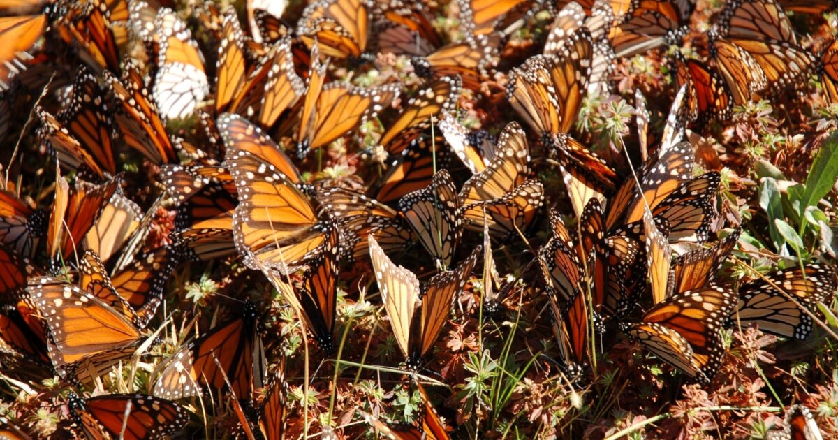 Eastern Monarch Population Numbers Drop 27% • Monarch Joint Venture