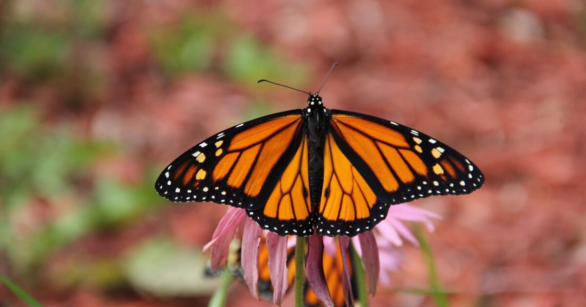 Announcing the 2018 Monarch Conservation… • Monarch Joint Venture