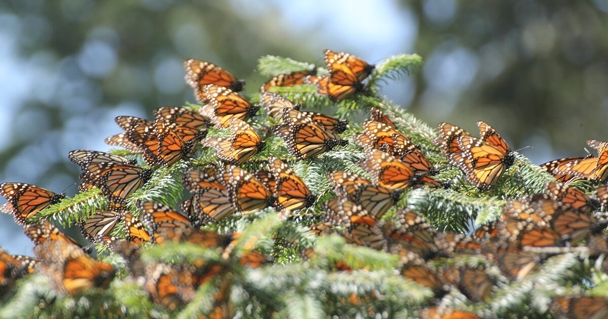 A 10,000 Foot View of Monarch Conservation • Monarch Joint Venture