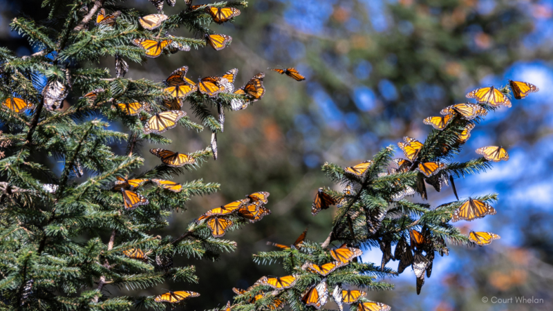 Eastern Monarch Butterfly Population Falls to… • Monarch Joint Venture