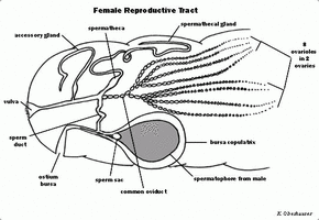 Reproduction • Monarch Joint Venture